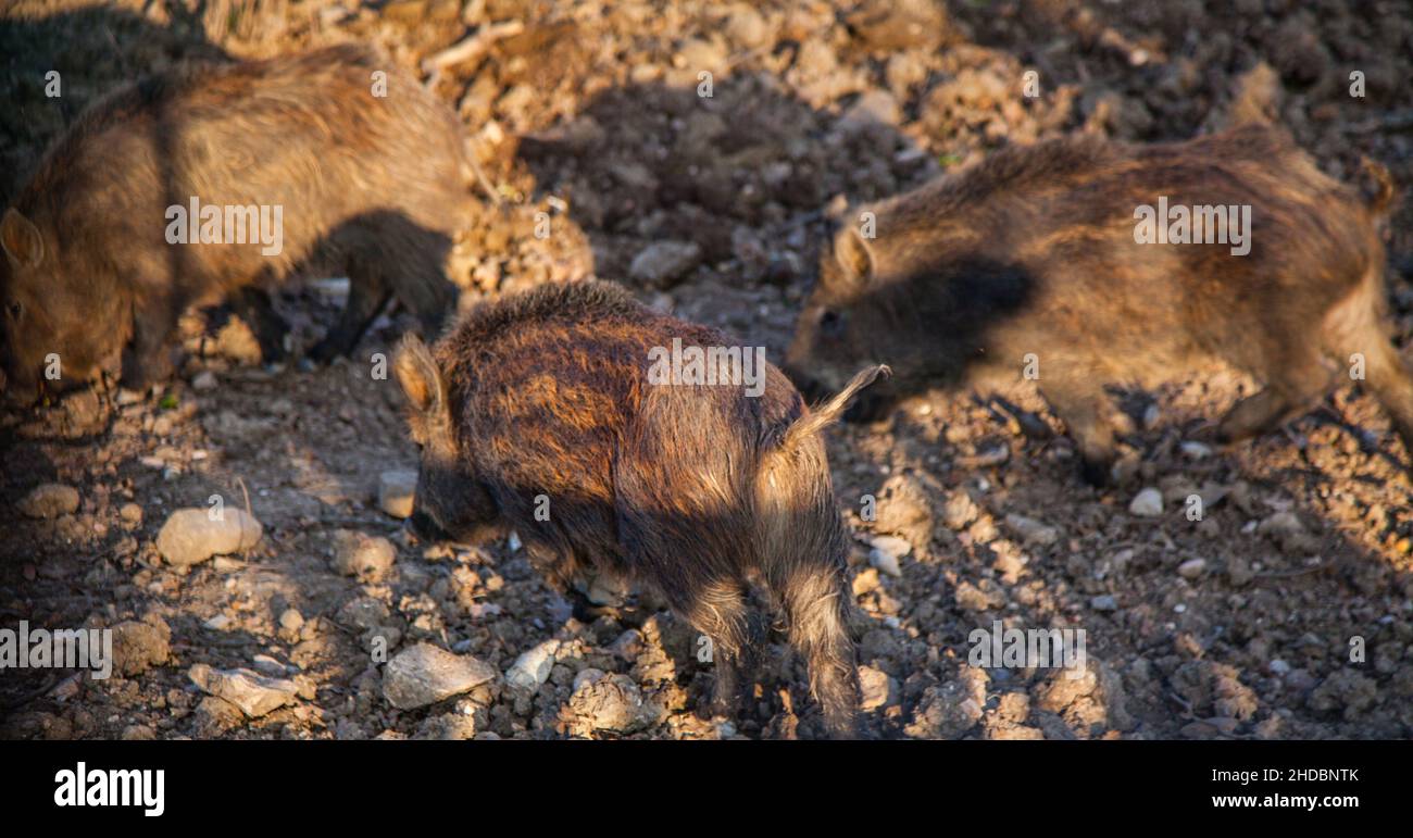 Fang of wild boar hi-res stock photography and images - Alamy