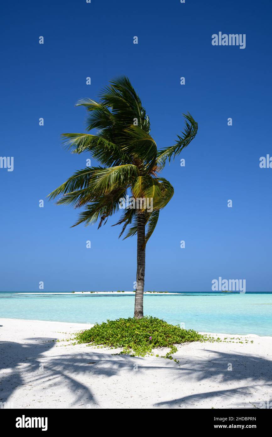 Palm tree on the beach in the Maldives Stock Photo - Alamy