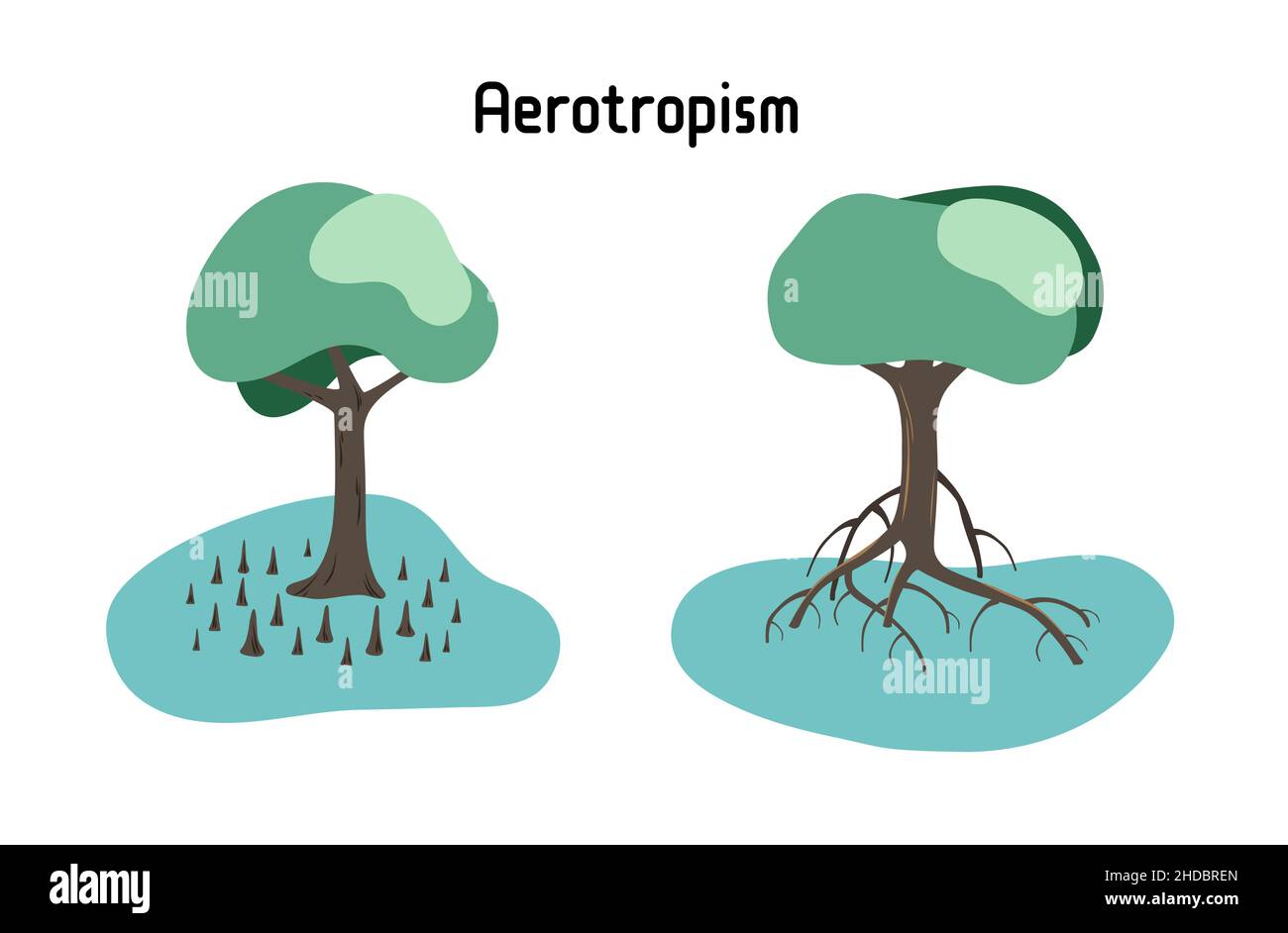 Tropism tree hi-res stock photography and images - Alamy