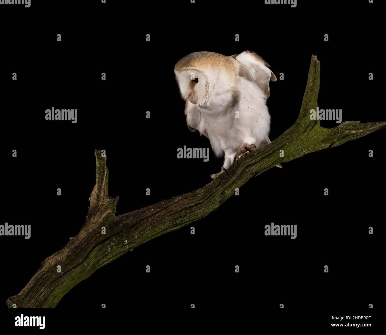 British Western Barn Owl on dead tree with a mouse Stock Photo - Alamy