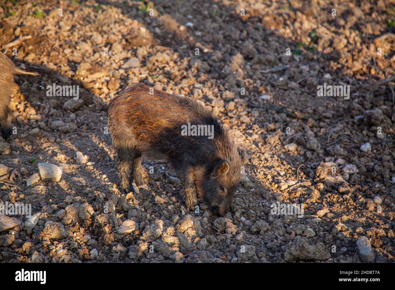 Male wild boar hi-res stock photography and images - Alamy