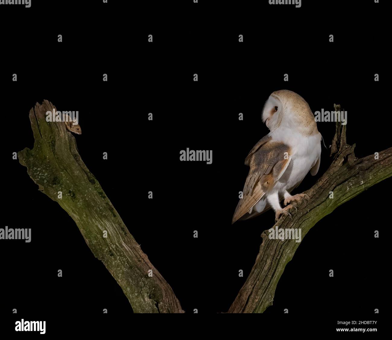 British Western Barn Owl on dead tree with a mouse Stock Photo - Alamy