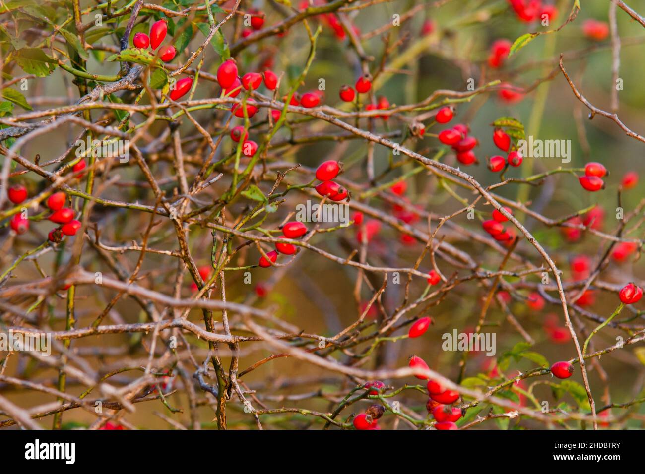 Šípky (Fructus cynosbati Stock Photo - Alamy