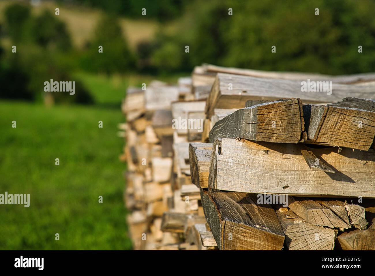 Selective cut forest hi-res stock photography and images - Alamy