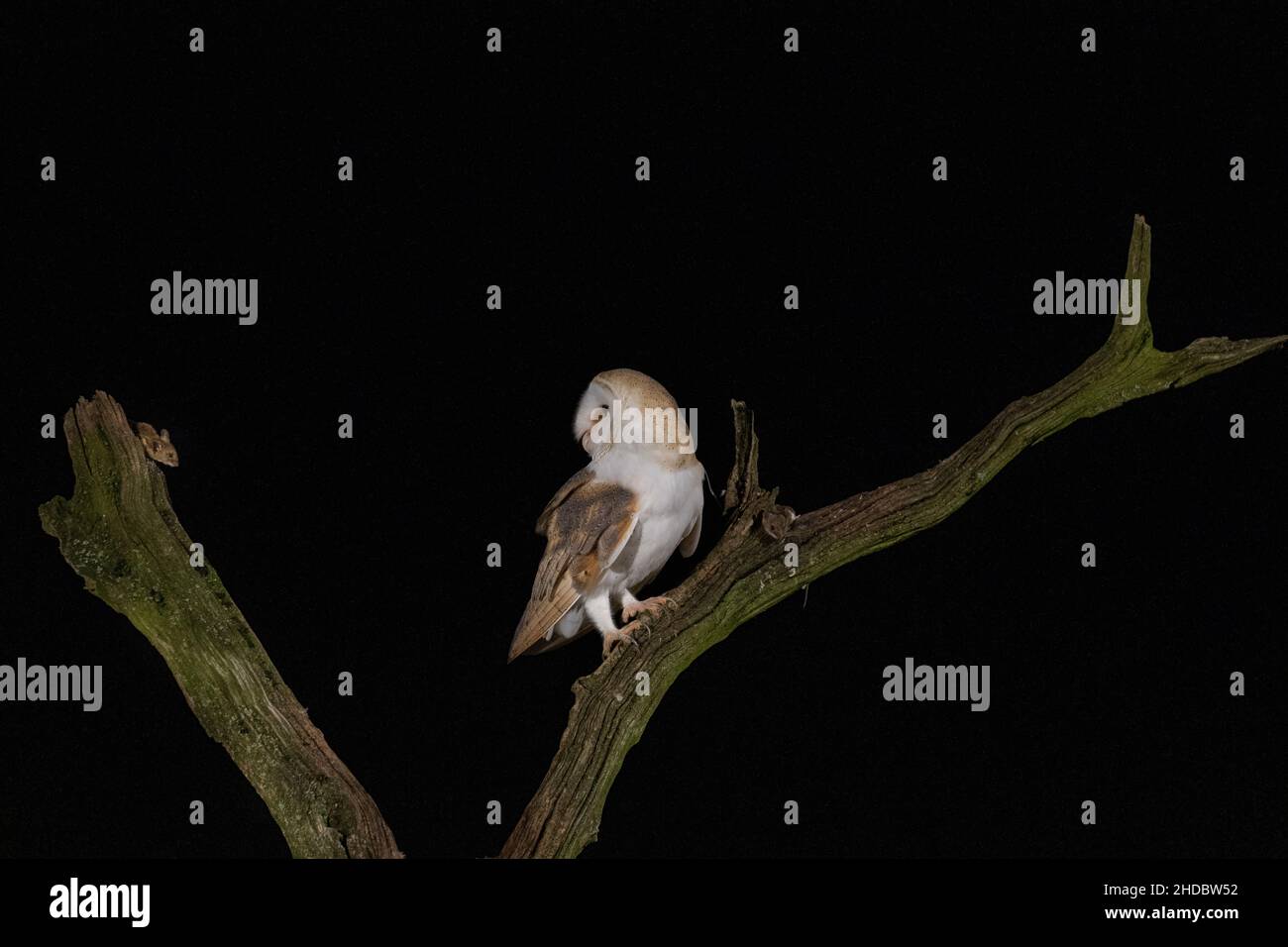 British Western Barn Owl on dead tree with a mouse Stock Photo - Alamy