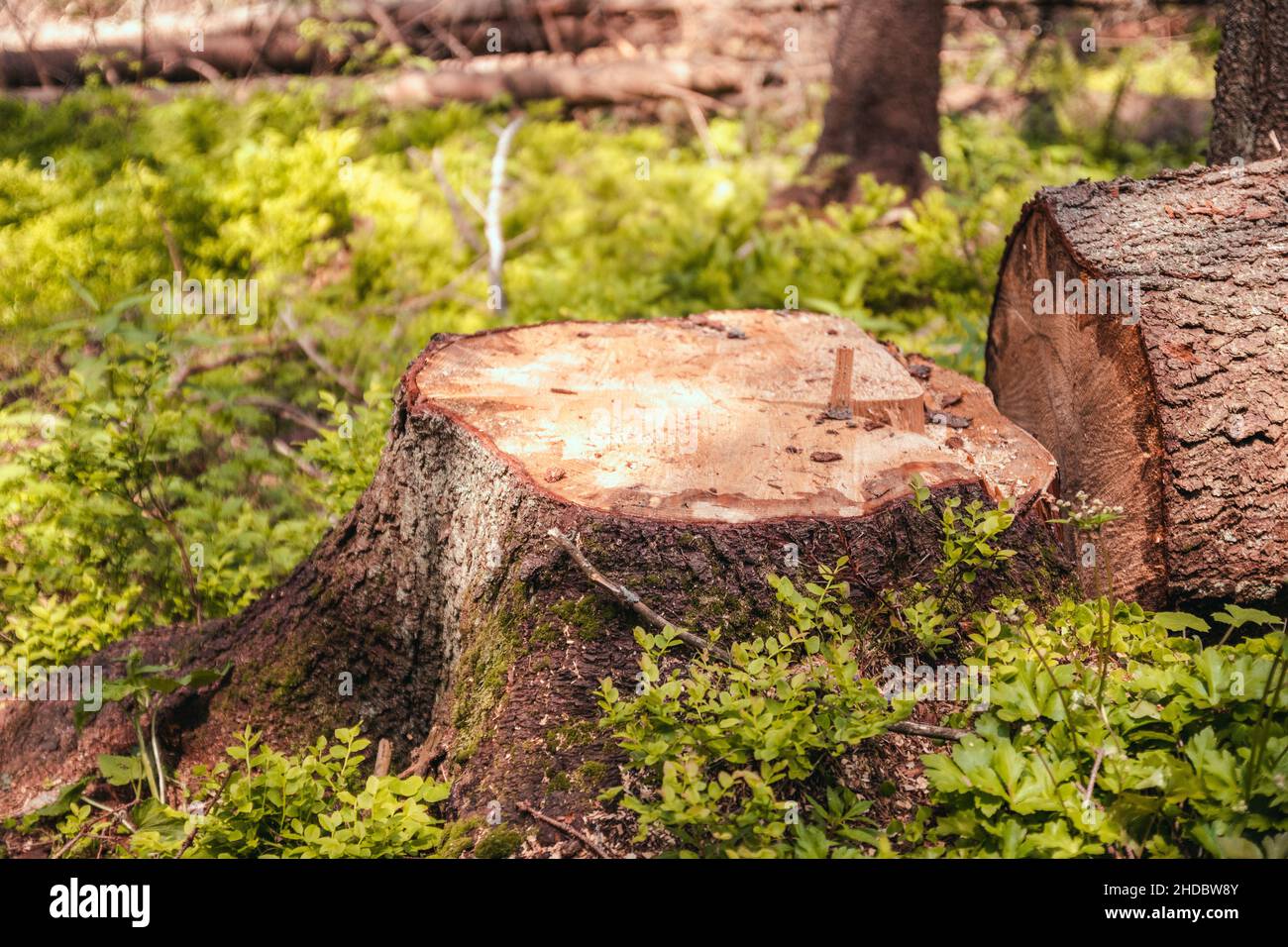 Cut trees along a road prepared for removal. Logging timber wood ...