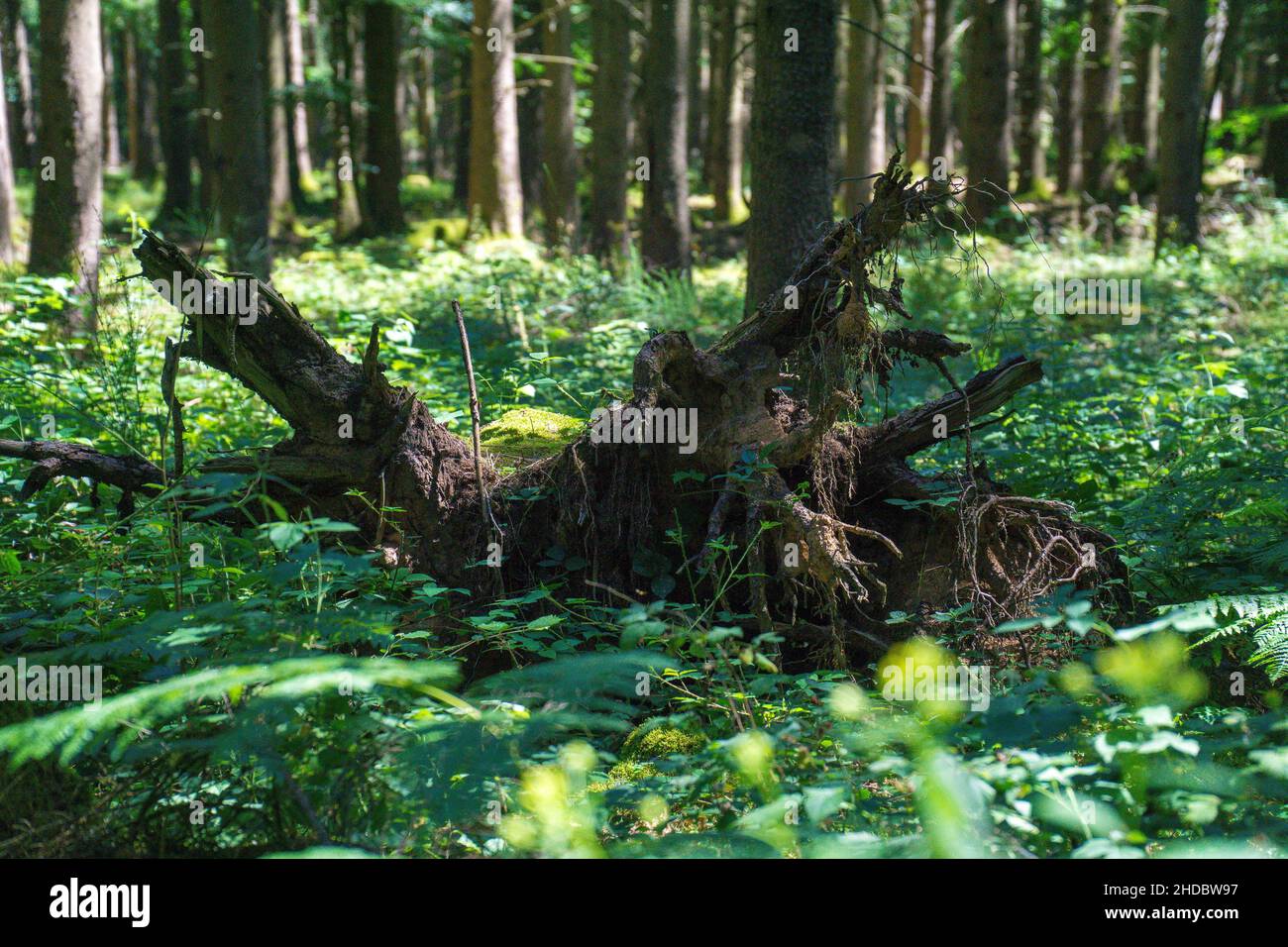 Old broken tree in a dense forest Stock Photo - Alamy