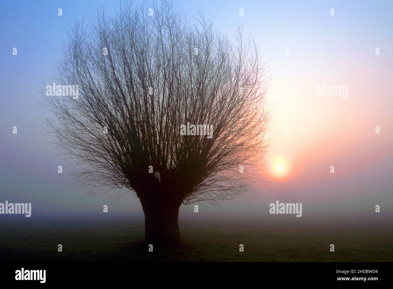 Weide im Winter, Silberweide, (Salix alba Stock Photo - Alamy