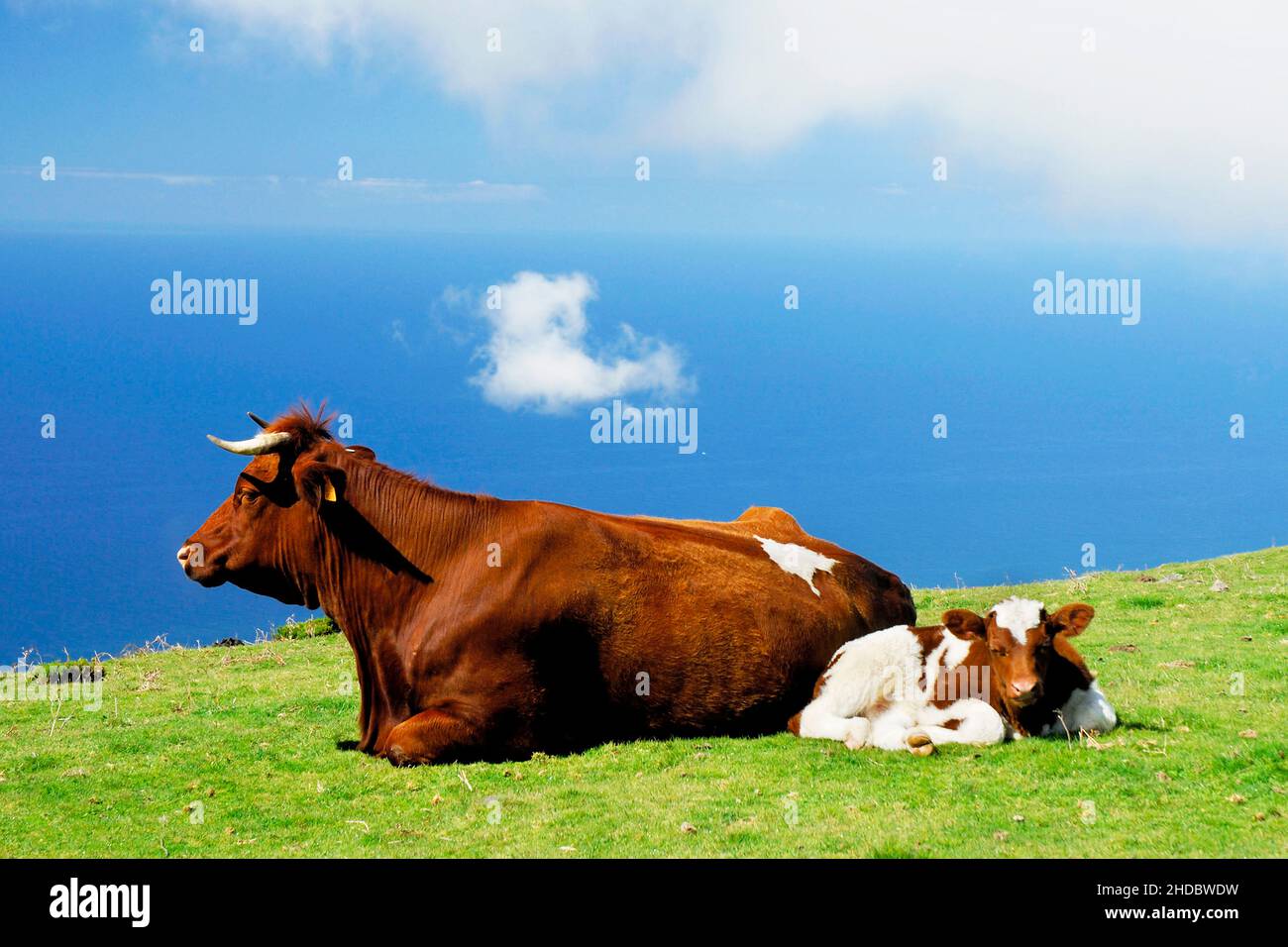 Rinder mit kalb hi-res stock photography and images - Alamy