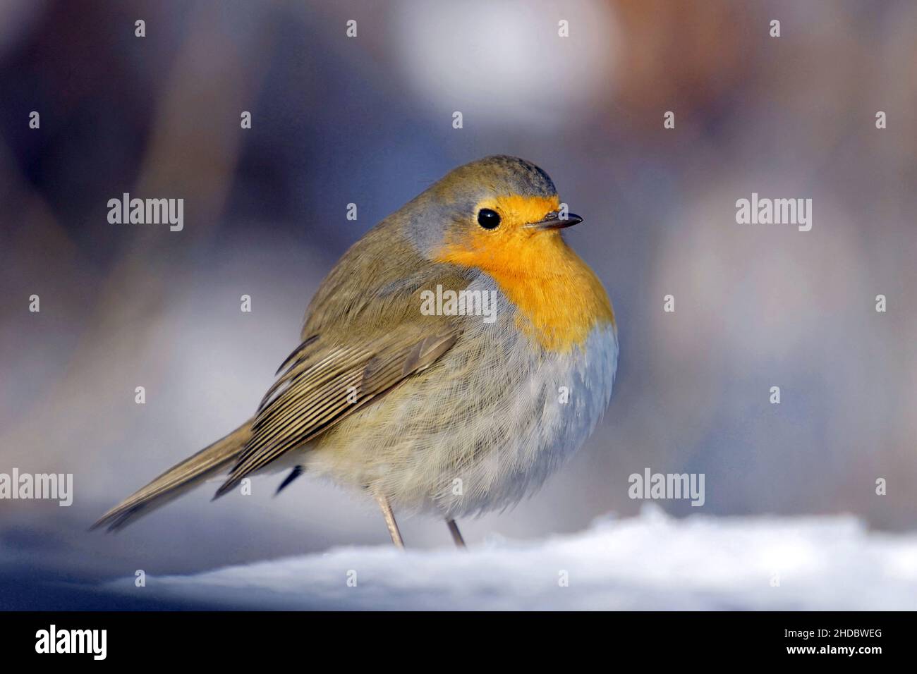 Rotkehlchen im Winter, (Erithacus rubecula Stock Photo - Alamy