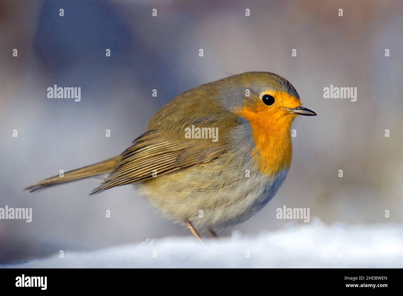 Rotkehlchen im Winter, (Erithacus rubecula Stock Photo - Alamy