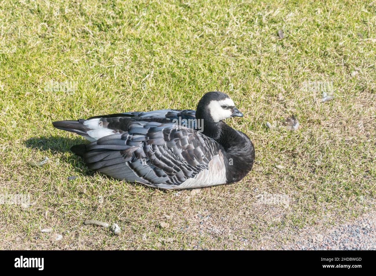 Barnacle goose (Branta leucopsis) belongs to the genus Branta of black ...