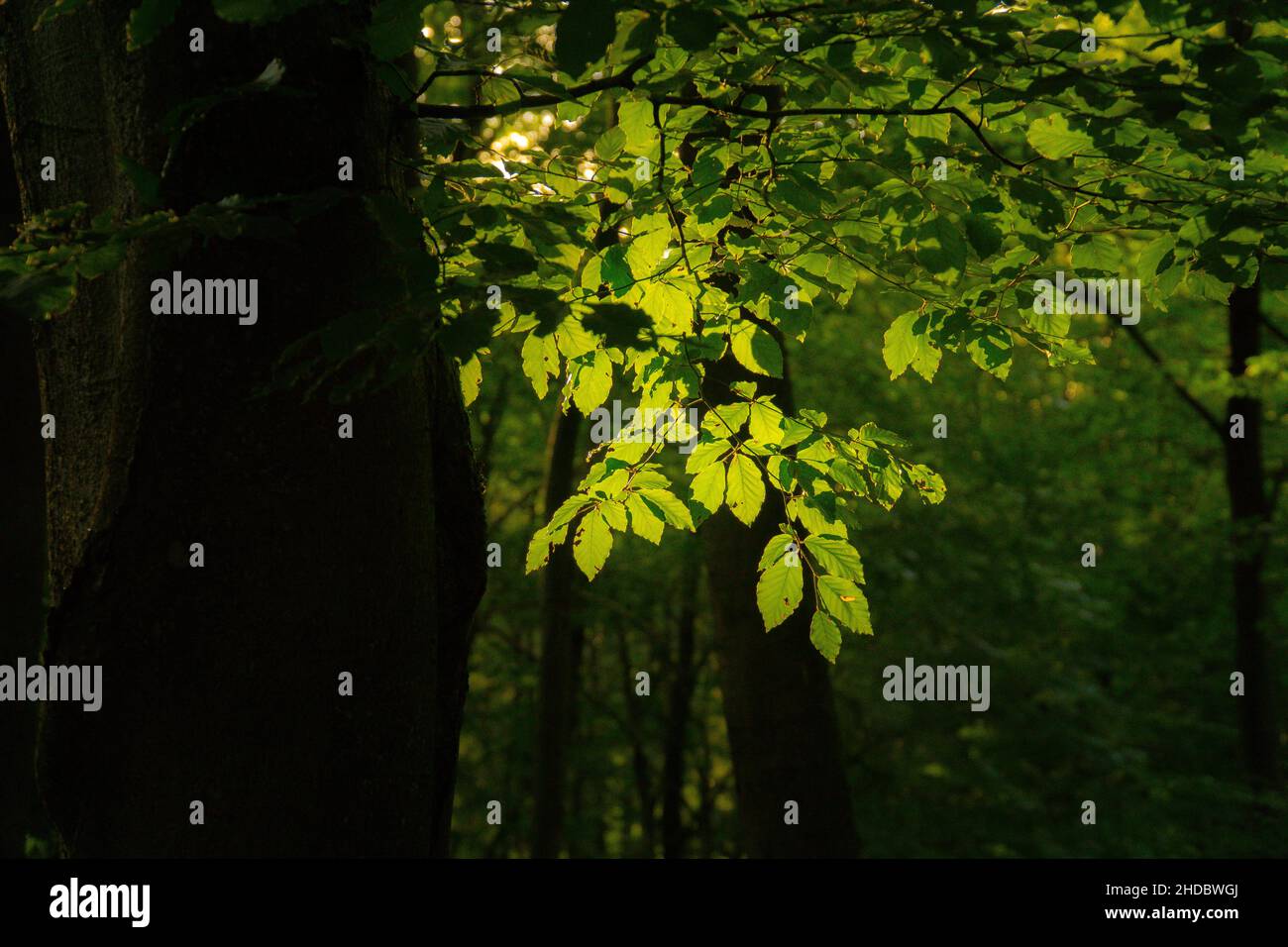 Selective of green leaves of a tree with the reflection of sun rays in ...