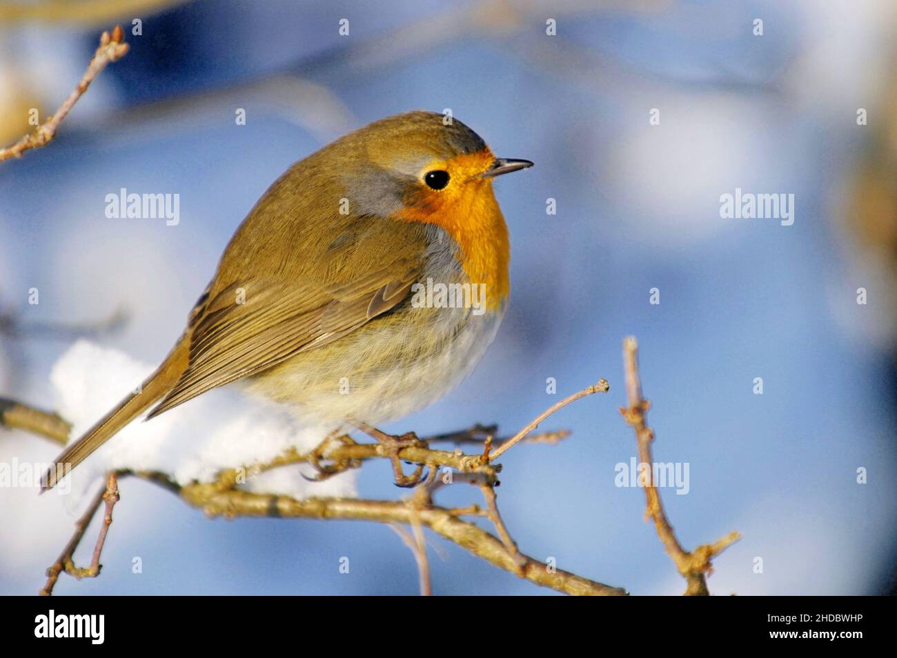 Rotkehlchen im Winter, (Erithacus rubecula Stock Photo - Alamy