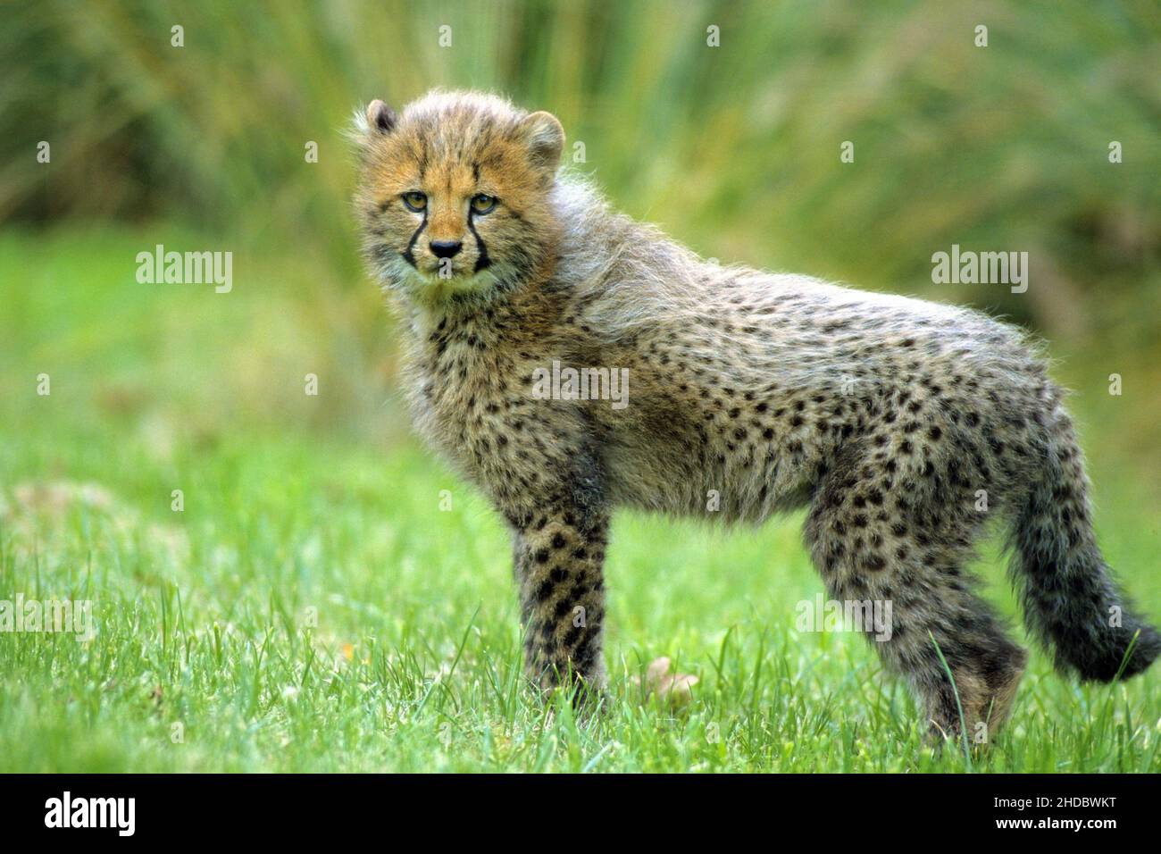 Ein gepard hi-res stock photography and images - Alamy