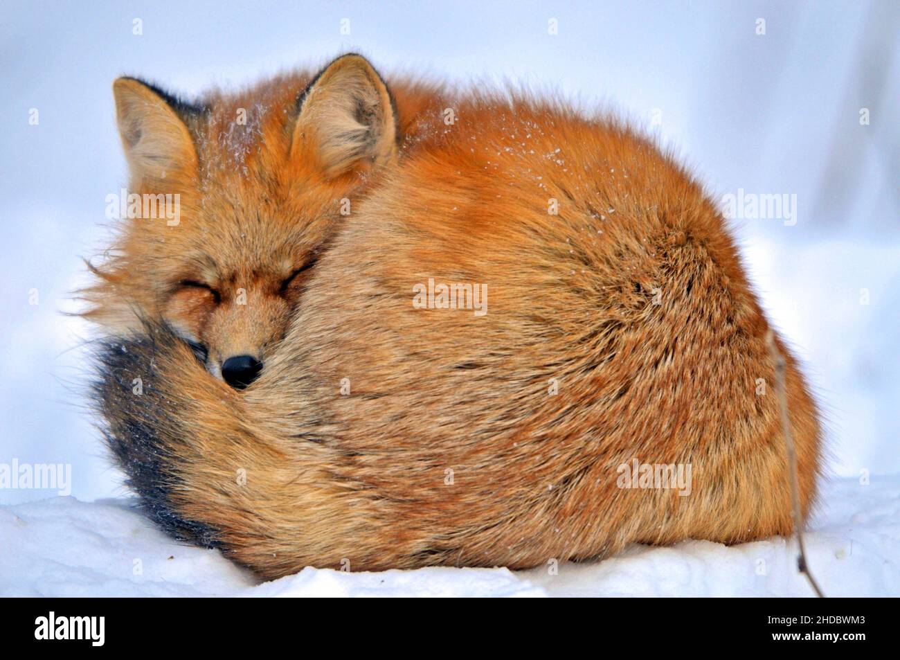 Ruhender Rotfuchs, Red Fox, (Vulpes vulpes), im Winter Stock Photo - Alamy