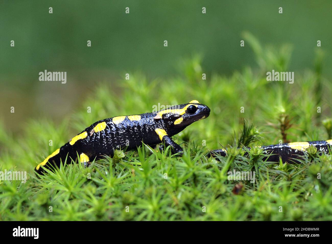 Feuersalamander, (Salamandra salamandra Stock Photo - Alamy