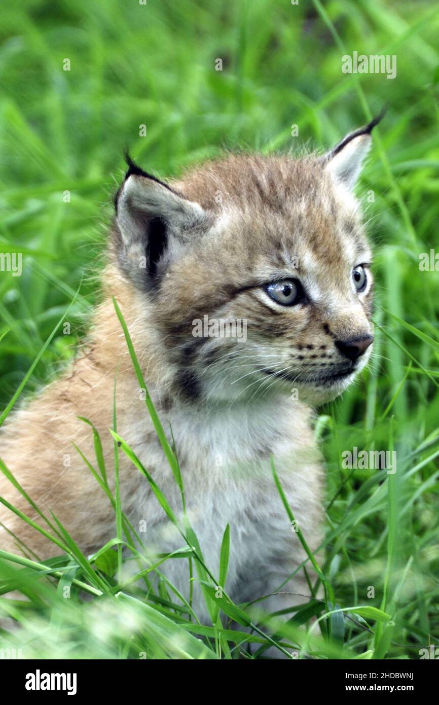 Europaeischer Luchs, Jungtier, Tierkinder, (Lynx lynx Stock Photo - Alamy