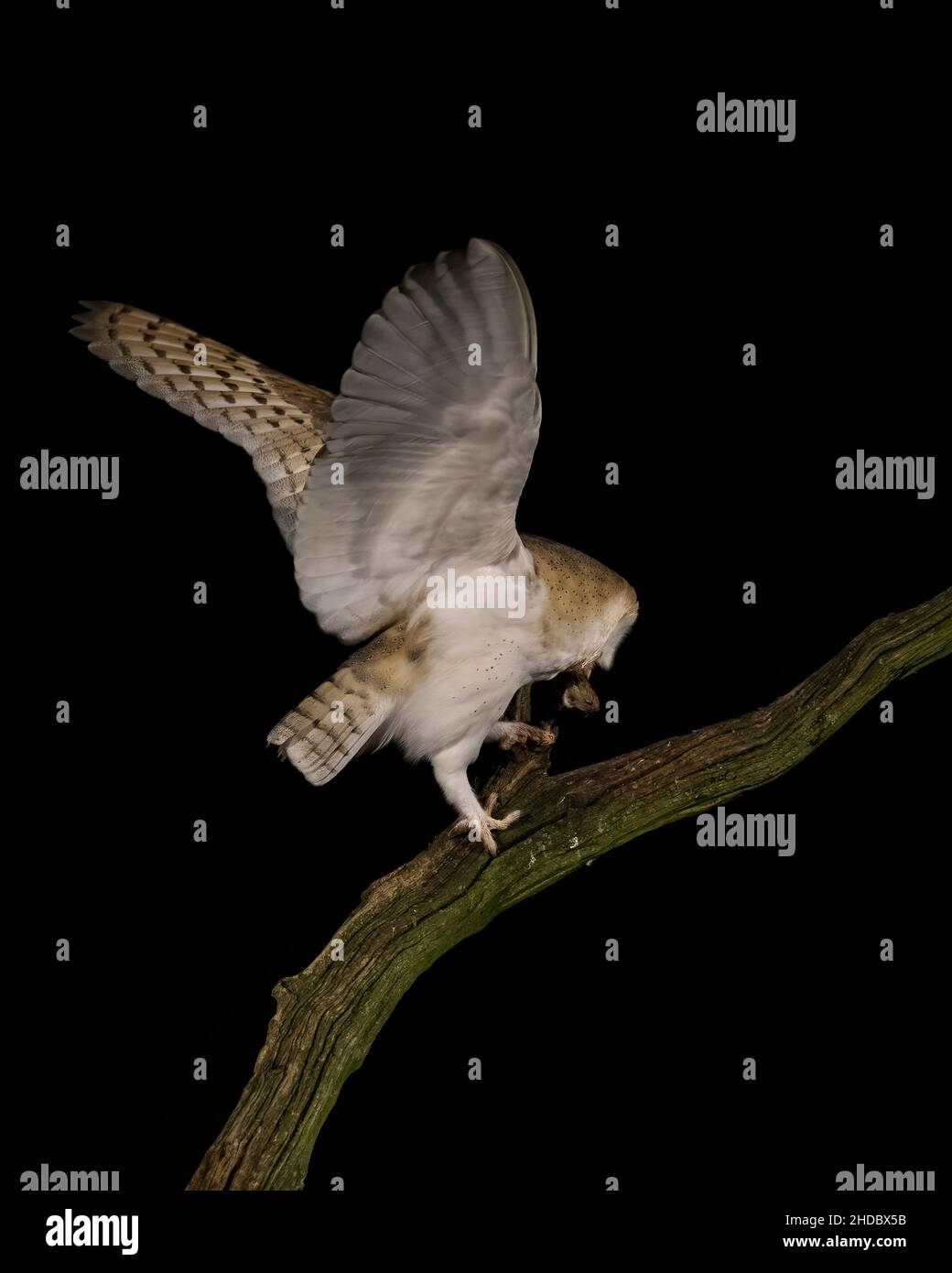 British Western Barn Owl on dead tree with a mouse Stock Photo - Alamy