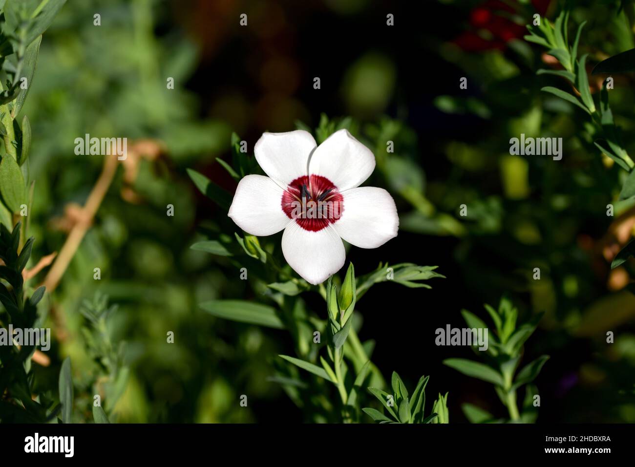 White flax hi-res stock photography and images - Alamy