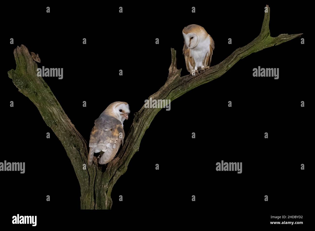 British Western Barn Owl on dead tree with a mouse Stock Photo - Alamy