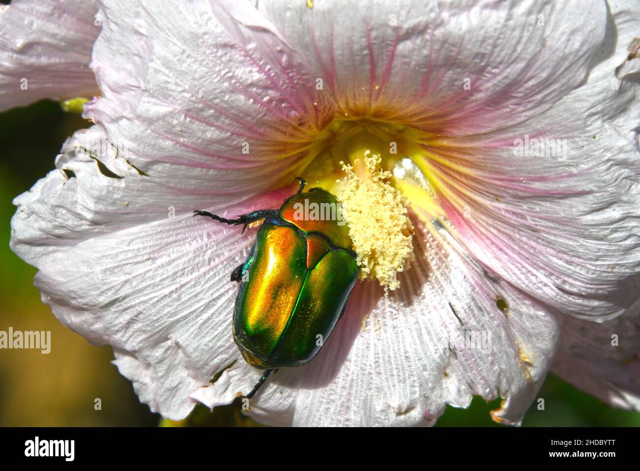 European flower beetle, Protaetia cuprea Stock Photo - Alamy