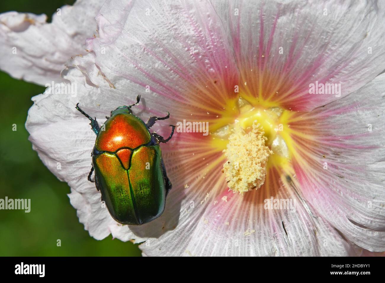 European flower beetle, Protaetia cuprea Stock Photo - Alamy