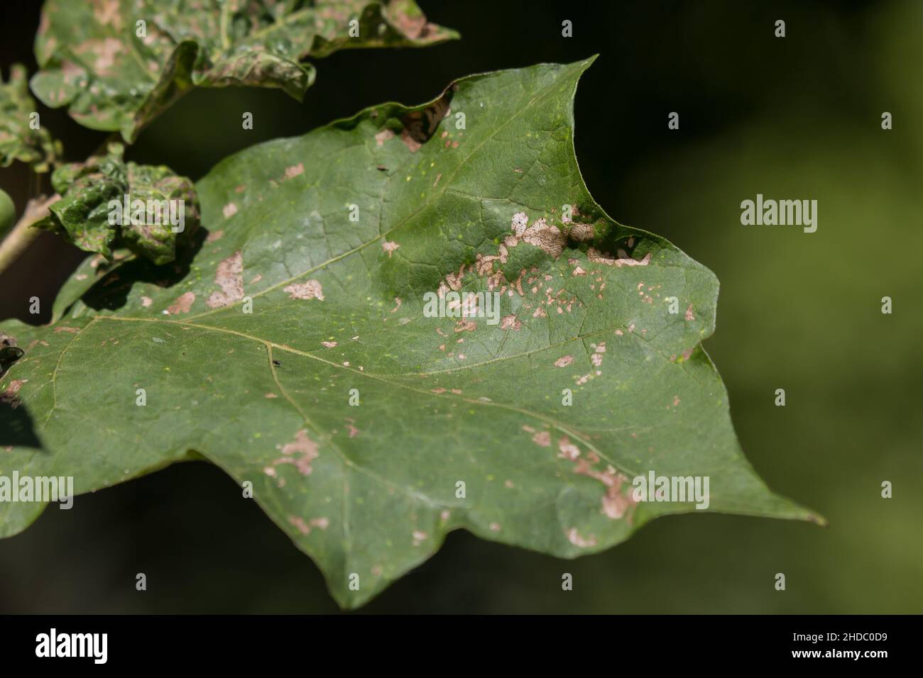 Green disease leaf of Turkey berry tree in the garden Stock Photo - Alamy