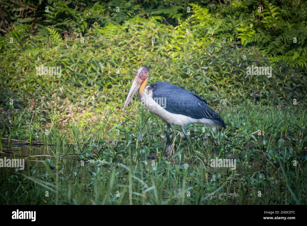Lesser Adjutant Stork, Nepal Stock Photo - Alamy