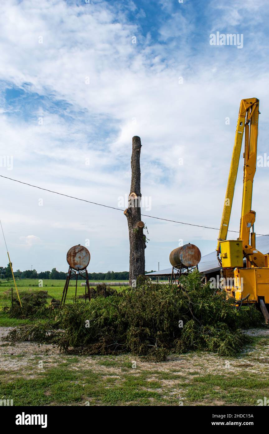 A dead and dying walnut tree has been cut down by professionals. The ...