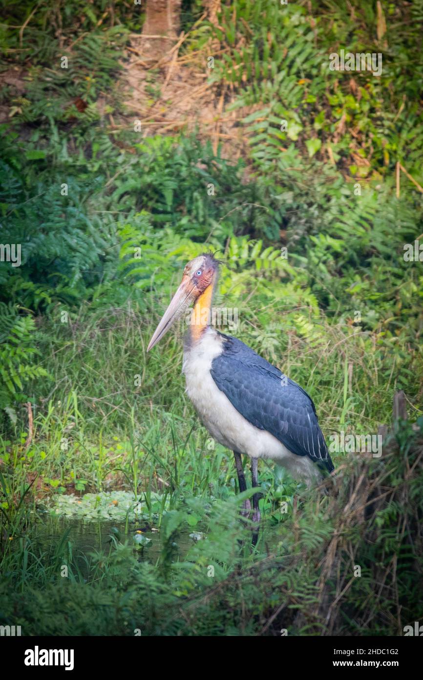 Lesser Adjutant Stork, Nepal Stock Photo - Alamy