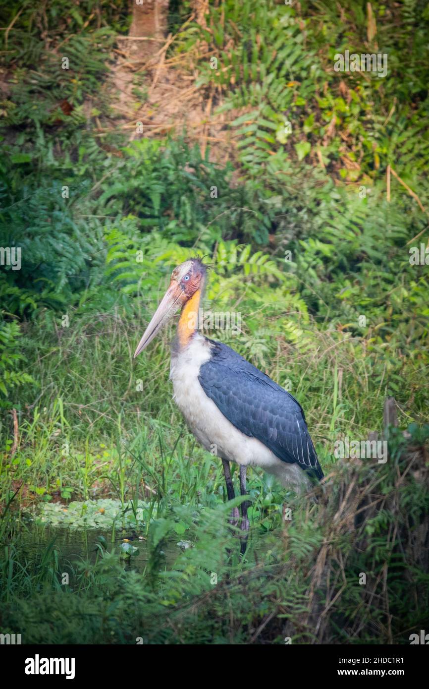 Lesser Adjutant Stork, Nepal Stock Photo - Alamy