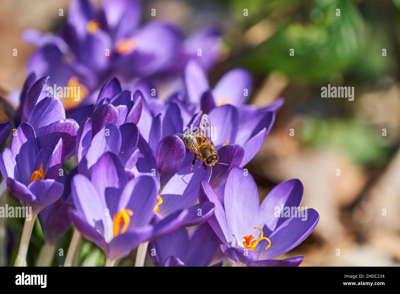 A Crocus is a flowering plants in the iris family and a perennial ...