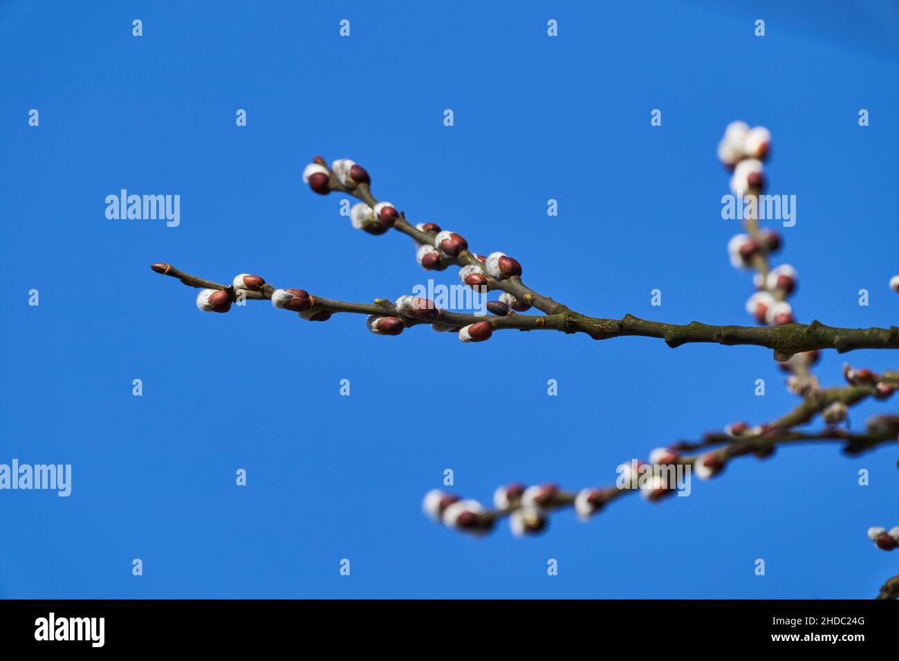 Willows, also sallows and osiers, from the genus Salix, are green ...