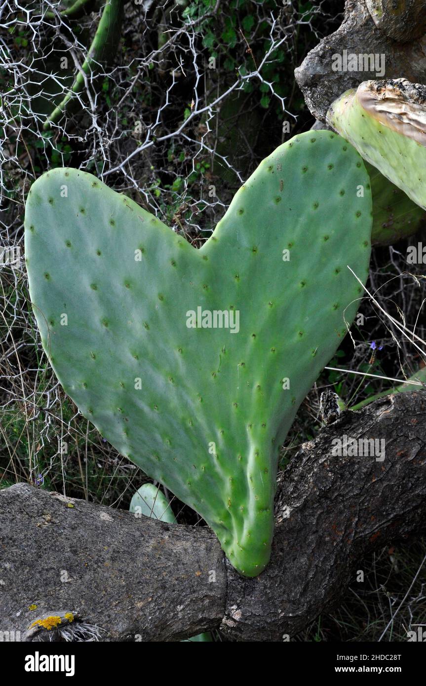 Heart-shaped leaf of a chumbo cactus, heart leaf of a chumbo cuktus ...