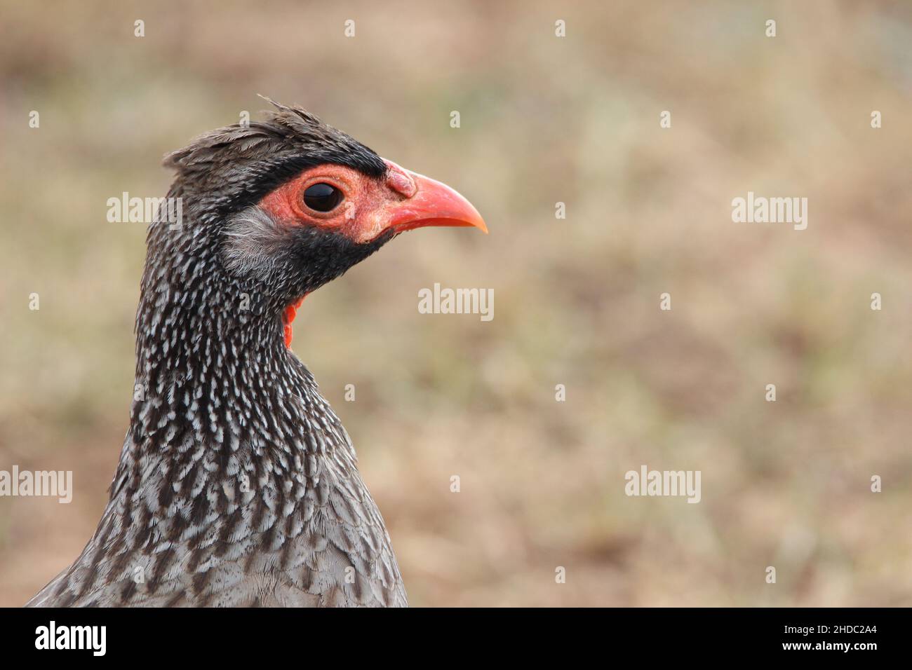 Red necked spurfowl south africa hi-res stock photography and images ...