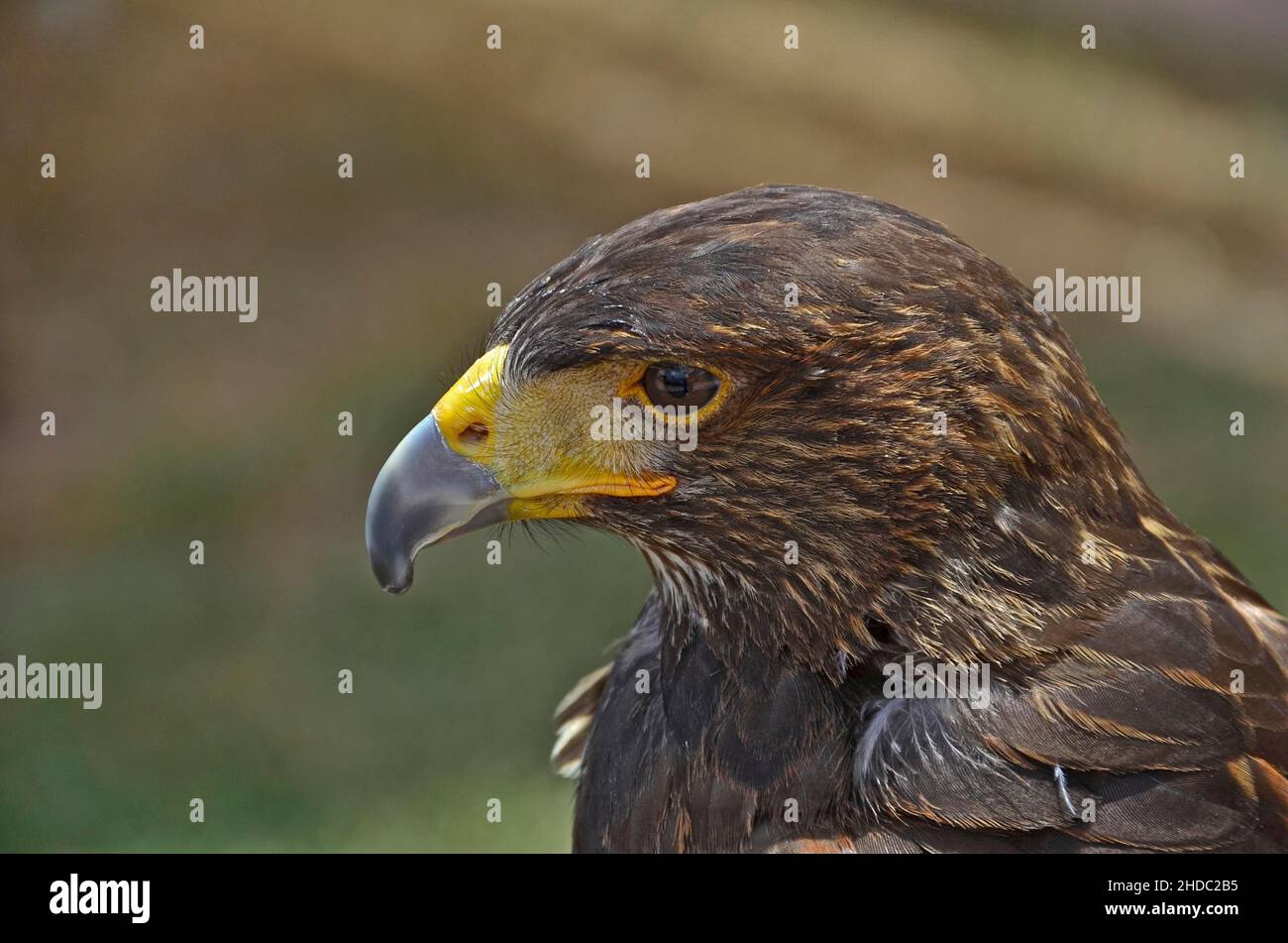Bird profile head hi-res stock photography and images - Alamy