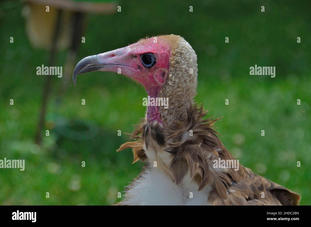 Bird profile head hi-res stock photography and images - Alamy