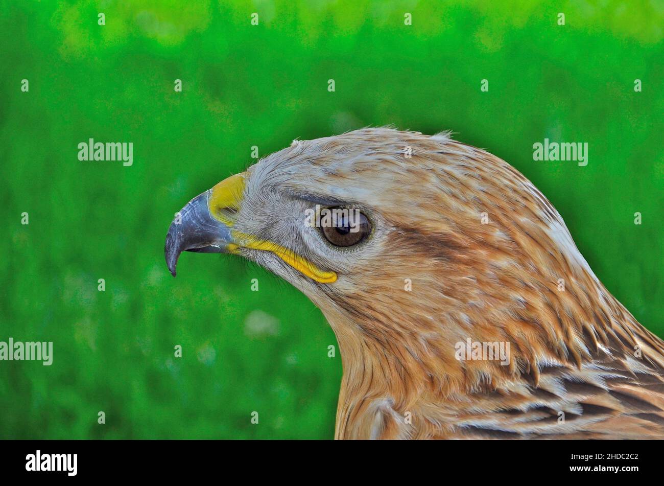 Head of a falcon in profile, zoo Stock Photo - Alamy