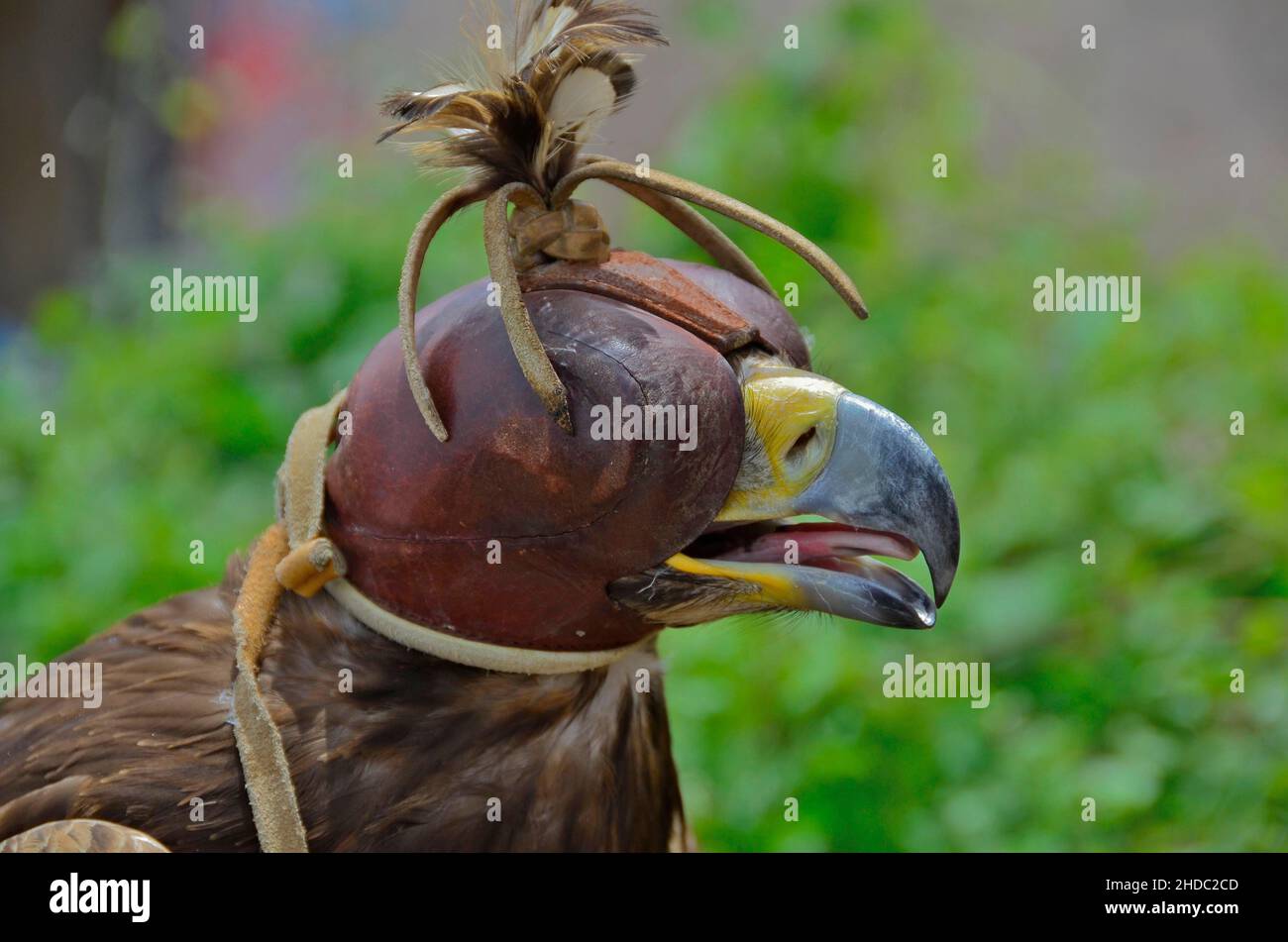 Head of golden eagle with bonnet in falconry Stock Photo - Alamy