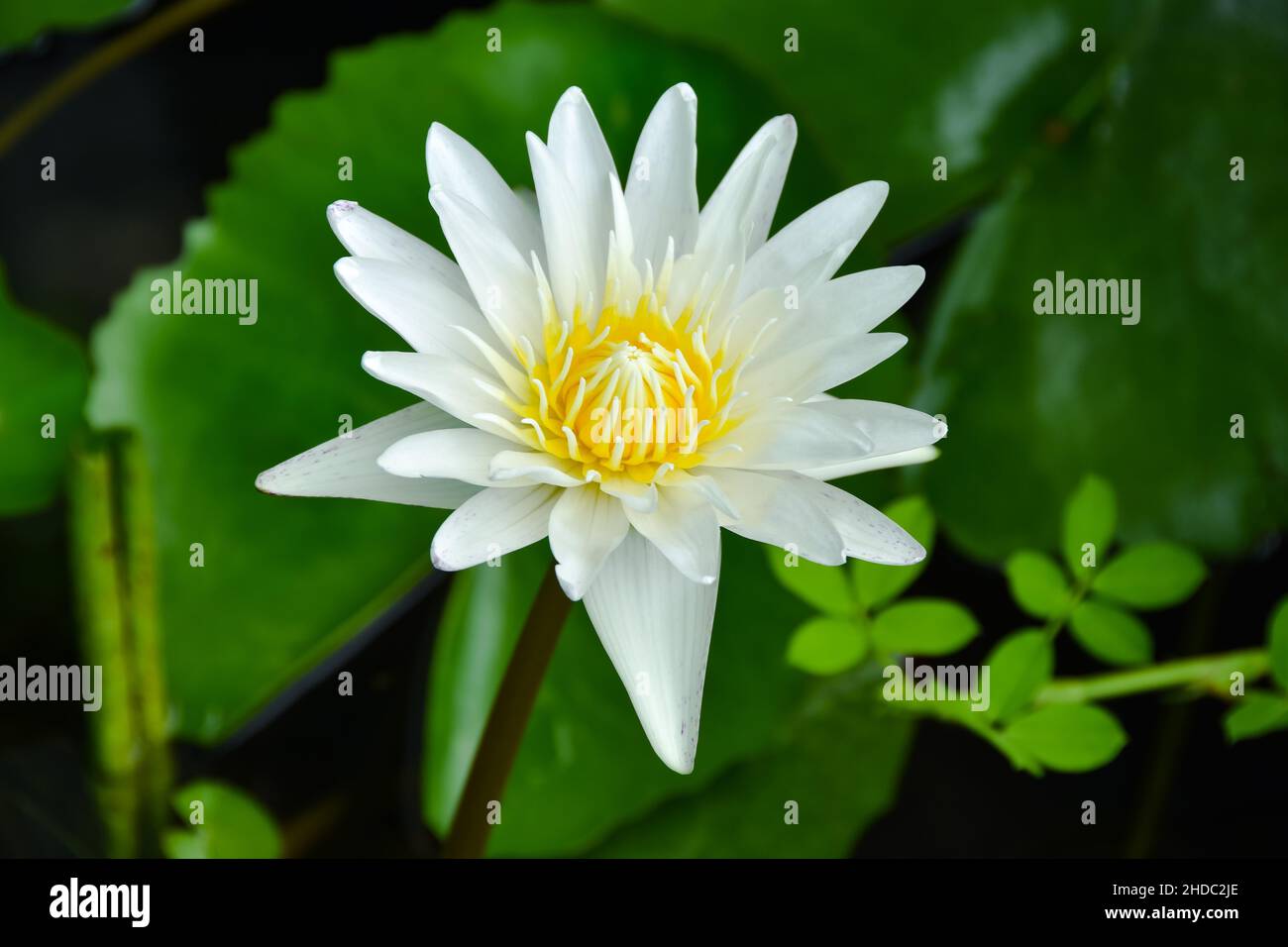 Attractive view single white water hi-res stock photography and images ...