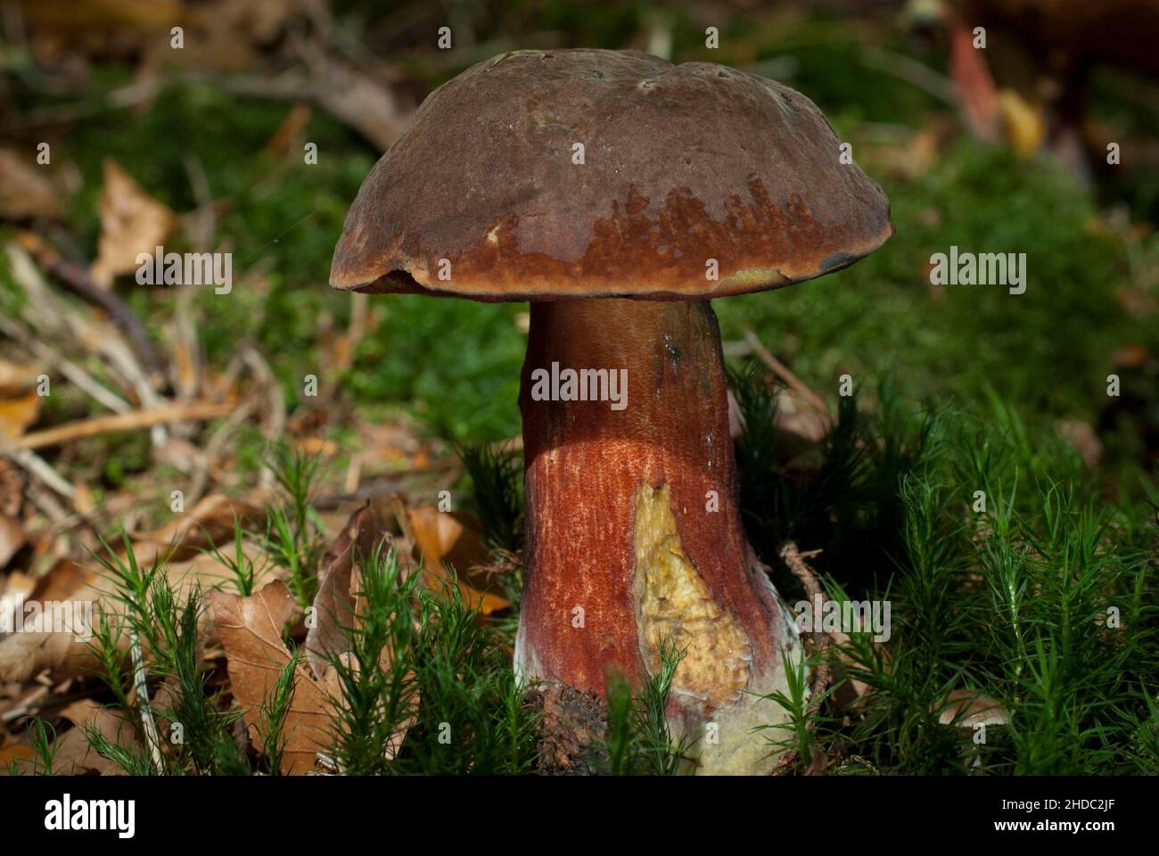 Dotted stem bolete (Boletus luridiformis), growing in a clearing on the ...