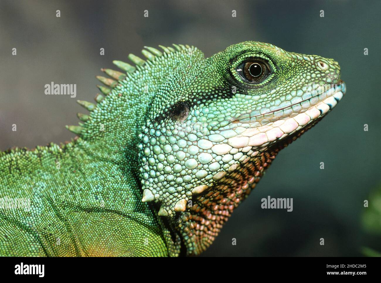 Green water dragon (Physignathus cocincinus) Portrait of agama in ...