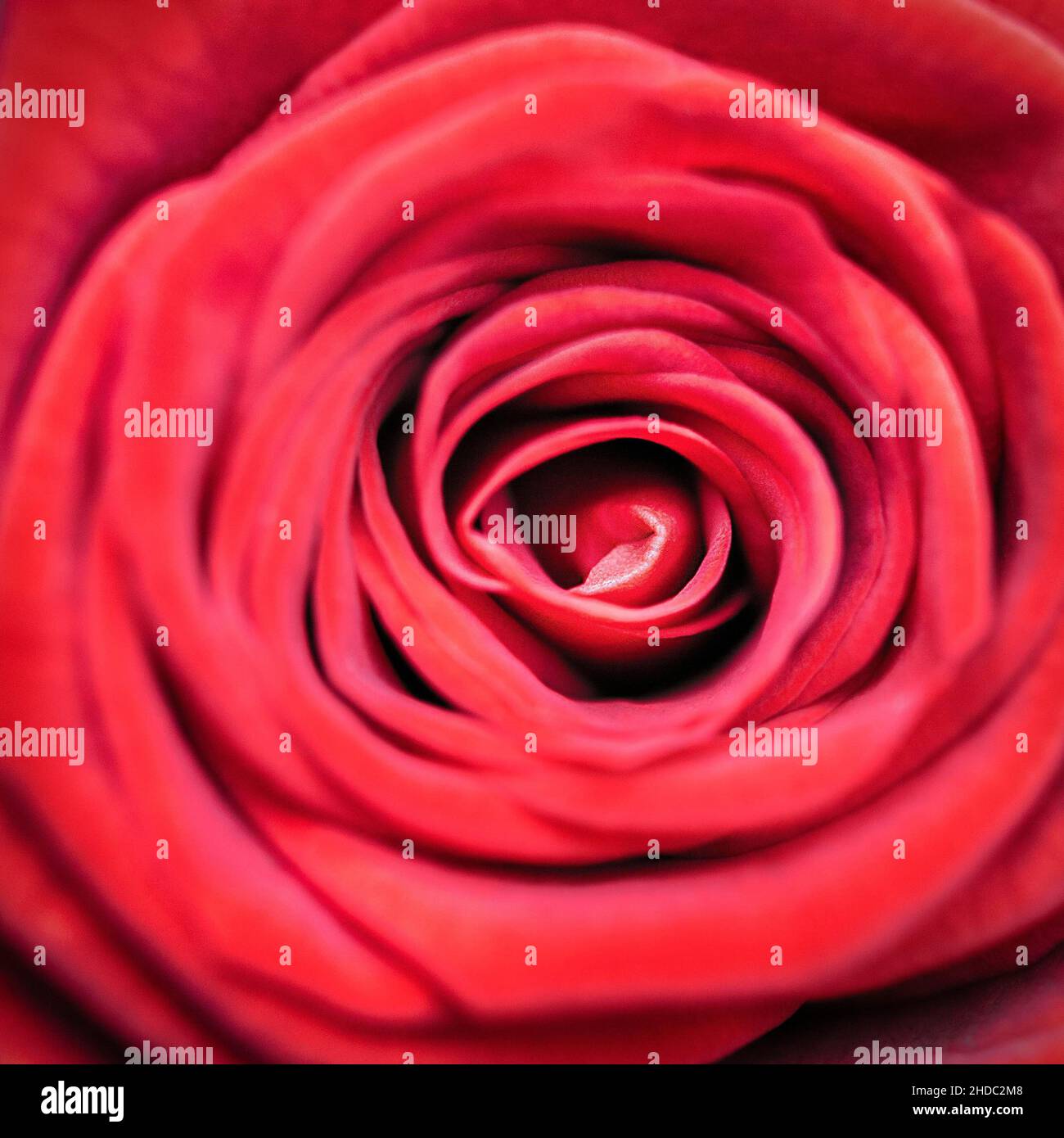 Red shrub rose (Rosa), close-up Stock Photo - Alamy