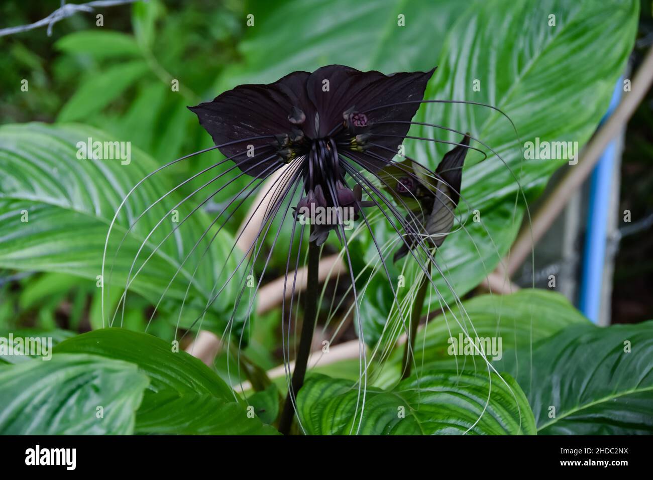 Blossom bat hi-res stock photography and images - Alamy