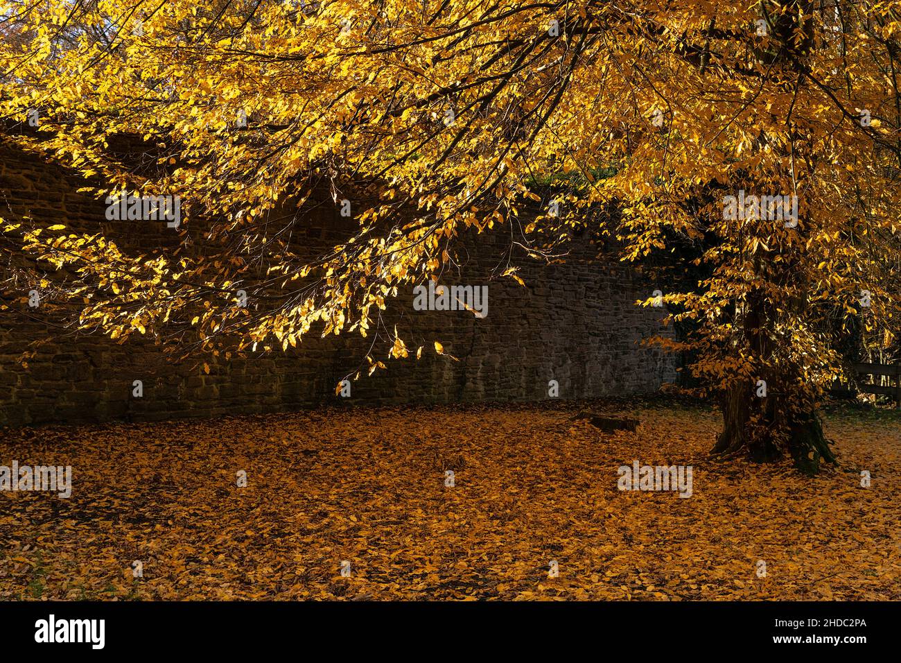 Majestic alone birch tree in a walled garden Dramatic colorful morning ...