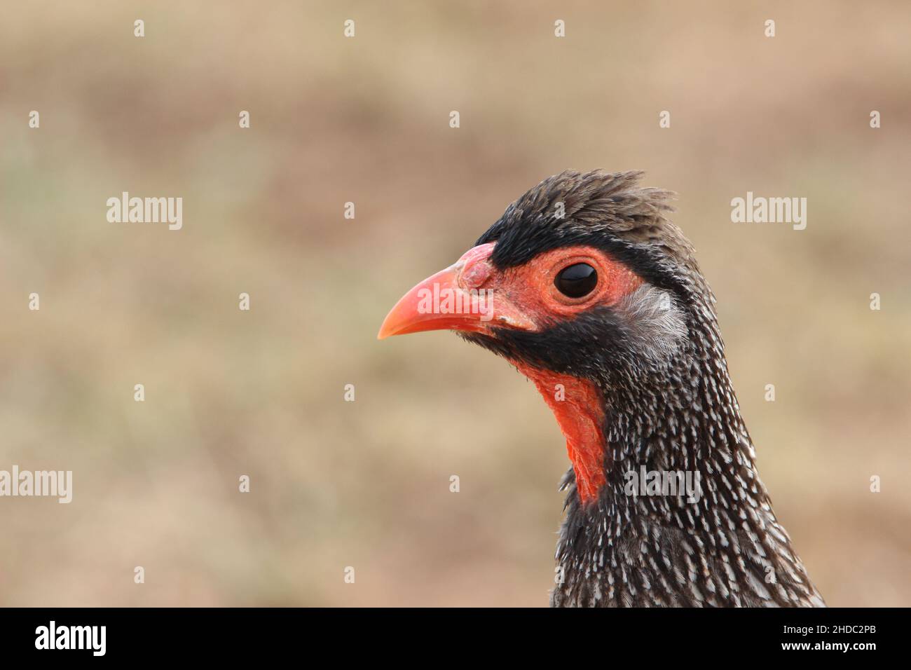 Red necked spurfowl south africa hi-res stock photography and images ...