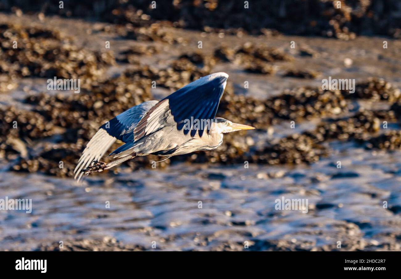 Full range flight hi-res stock photography and images - Alamy