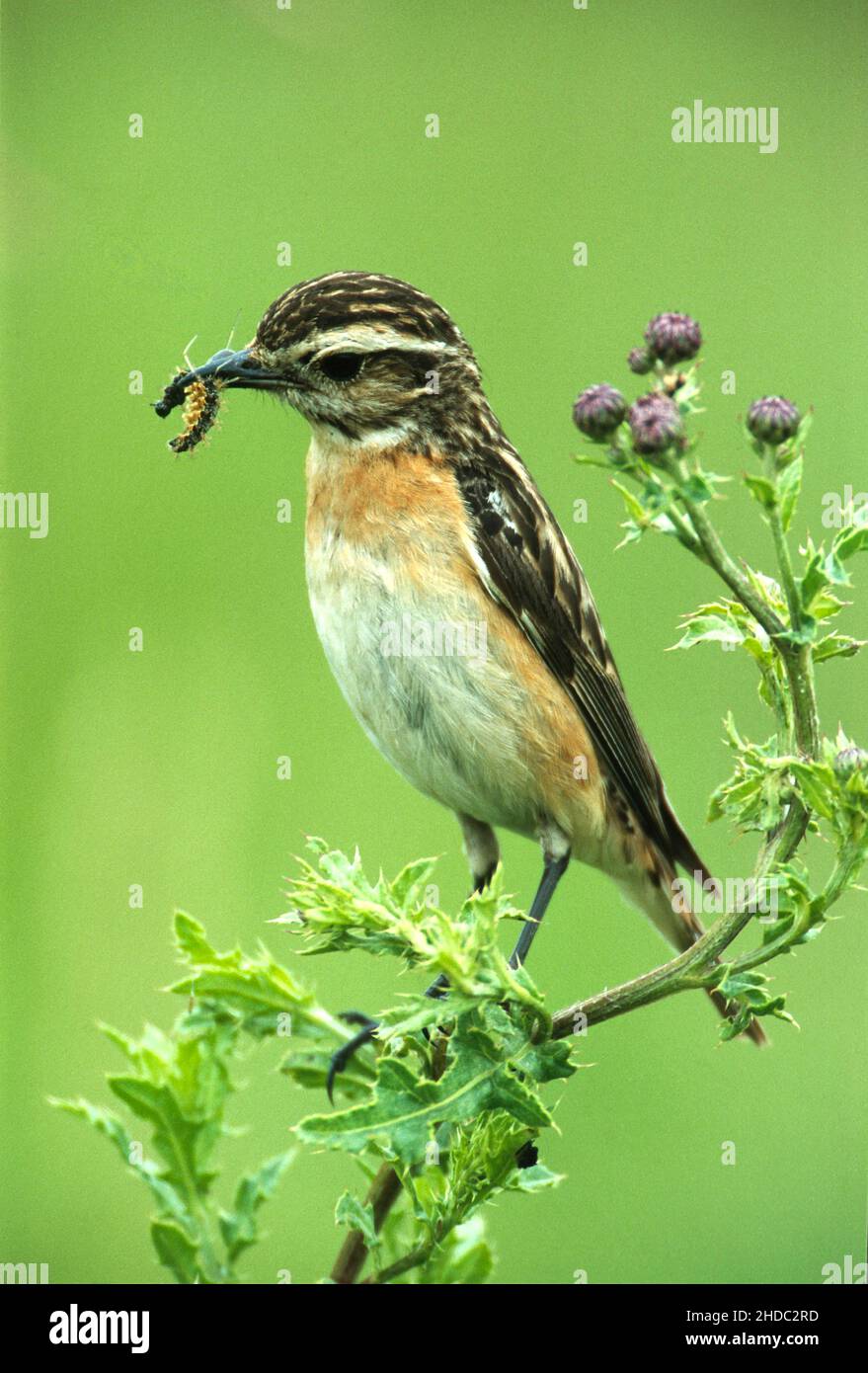Whinchat (Saxicola rubetra), female with a caterpillar in her beak ...