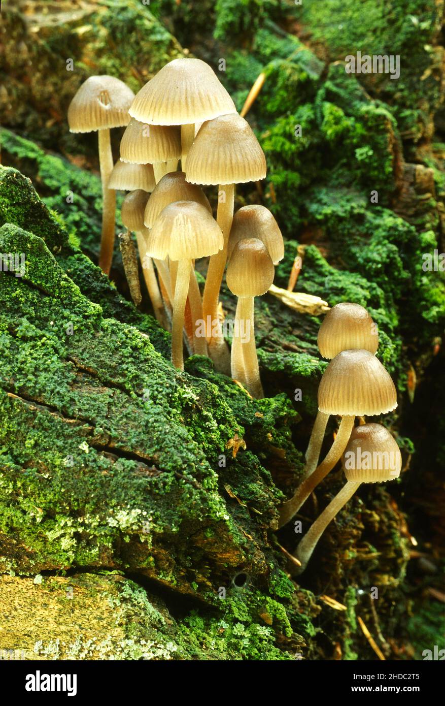 White milky helminth milking bonnet (Mycena galopus) in a group in old ...